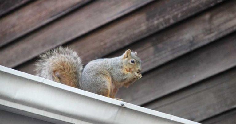 Squirrel-Related Health Issues: Understanding Risks and Prevention ...
